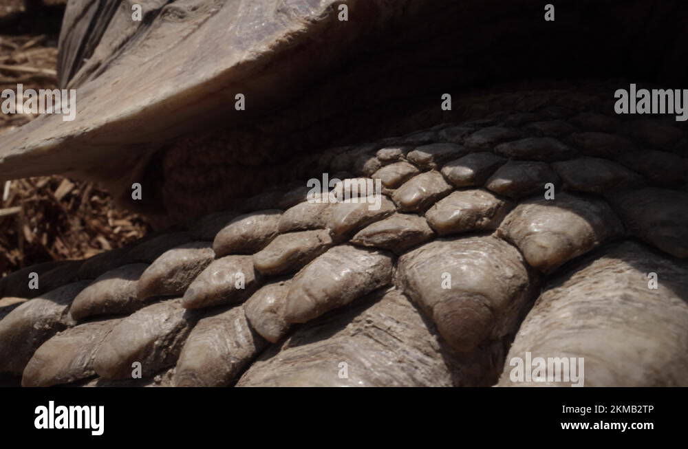 Tortoise shell scales Stock Videos & Footage - HD and 4K Video Clips ...