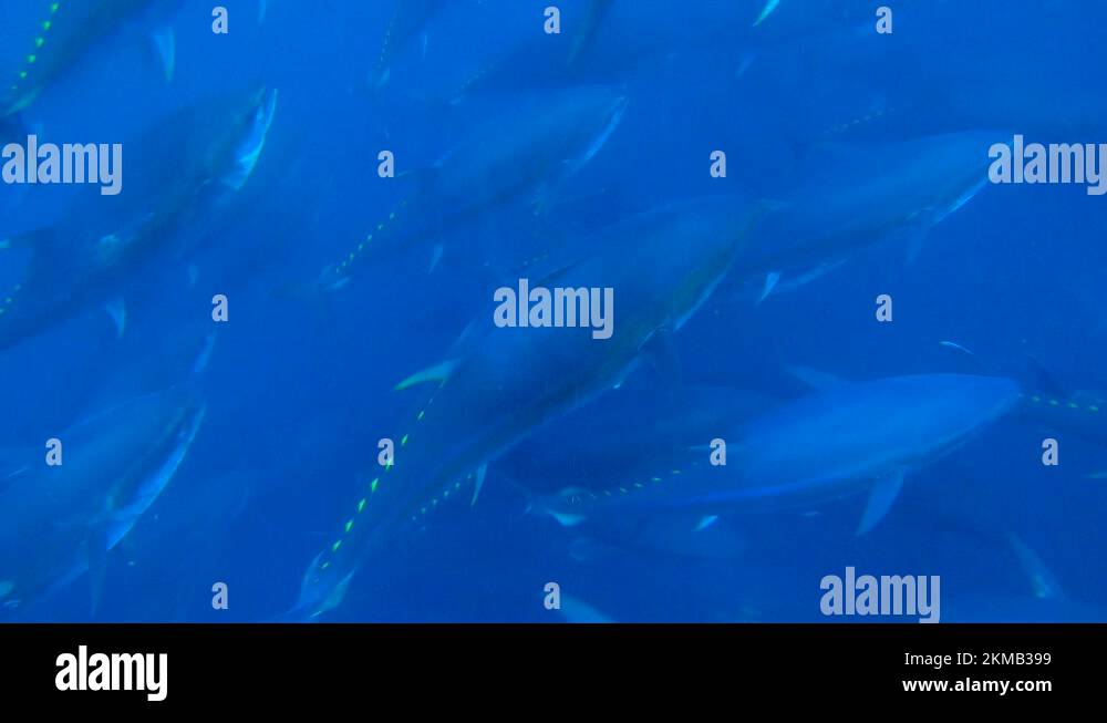 Atlantic ecosystem Stock Videos & Footage - HD and 4K Video Clips - Alamy