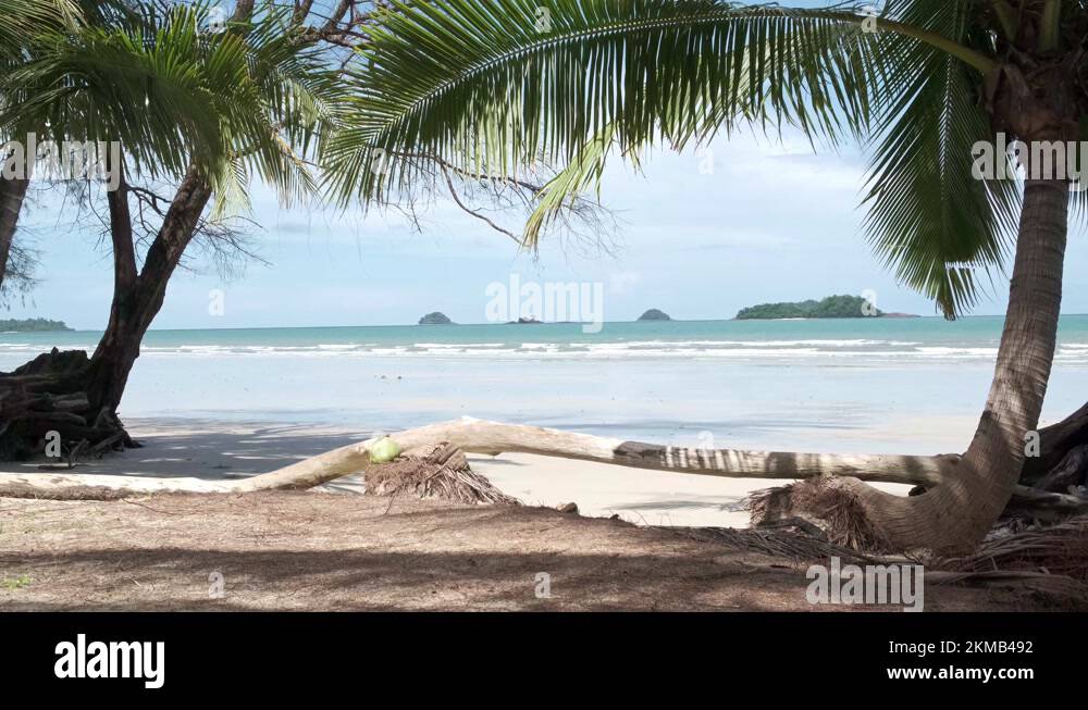 Hanging palm tree Stock Videos & Footage - HD and 4K Video Clips - Alamy