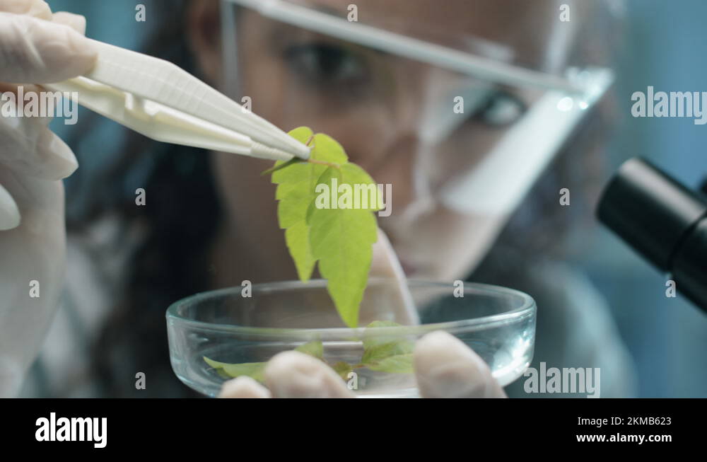 Plant biologist Stock Videos & Footage - HD and 4K Video Clips - Alamy
