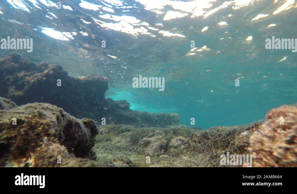 For the shallows Stock Videos & Footage - HD and 4K Video Clips - Alamy