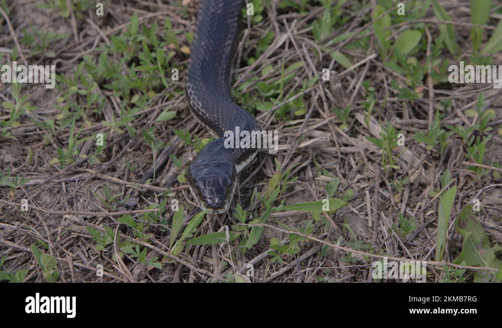 Snakes of canada Stock Videos & Footage - HD and 4K Video Clips - Alamy