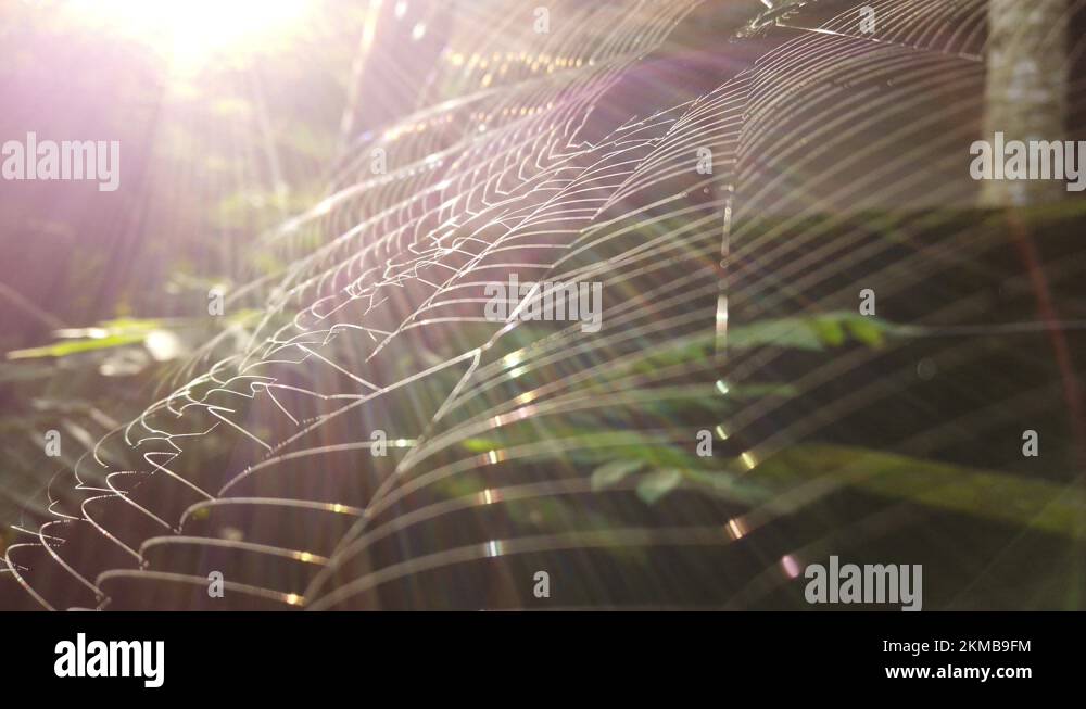 Floating spider Stock Videos & Footage - HD and 4K Video Clips - Alamy