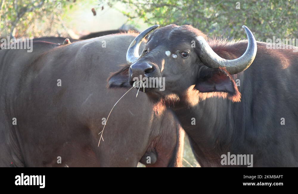Chew straw Stock Videos & Footage - HD and 4K Video Clips - Alamy