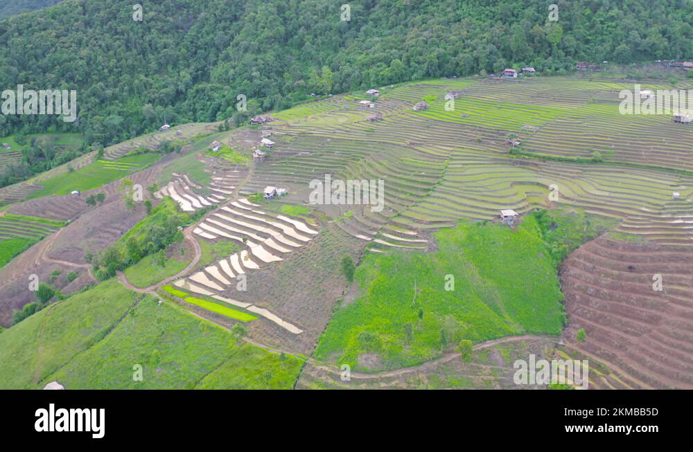 Aerial top view of paddy rice terraces with water reflection, green ...
