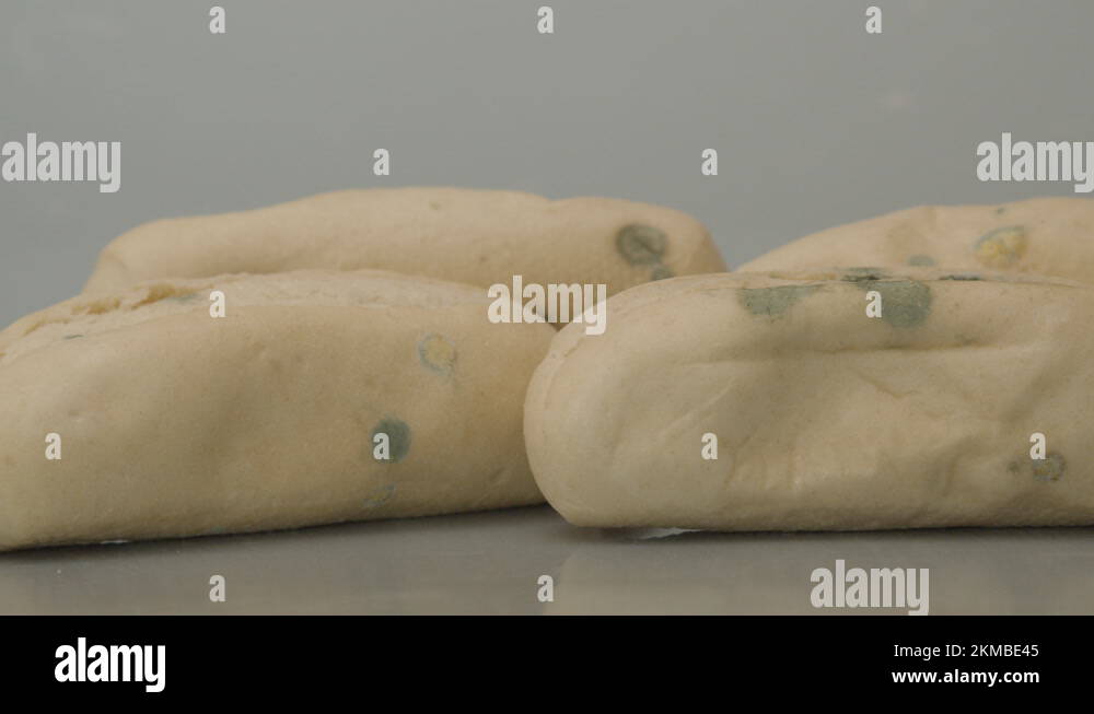 Mold infested Stock Videos & Footage - HD and 4K Video Clips - Alamy
