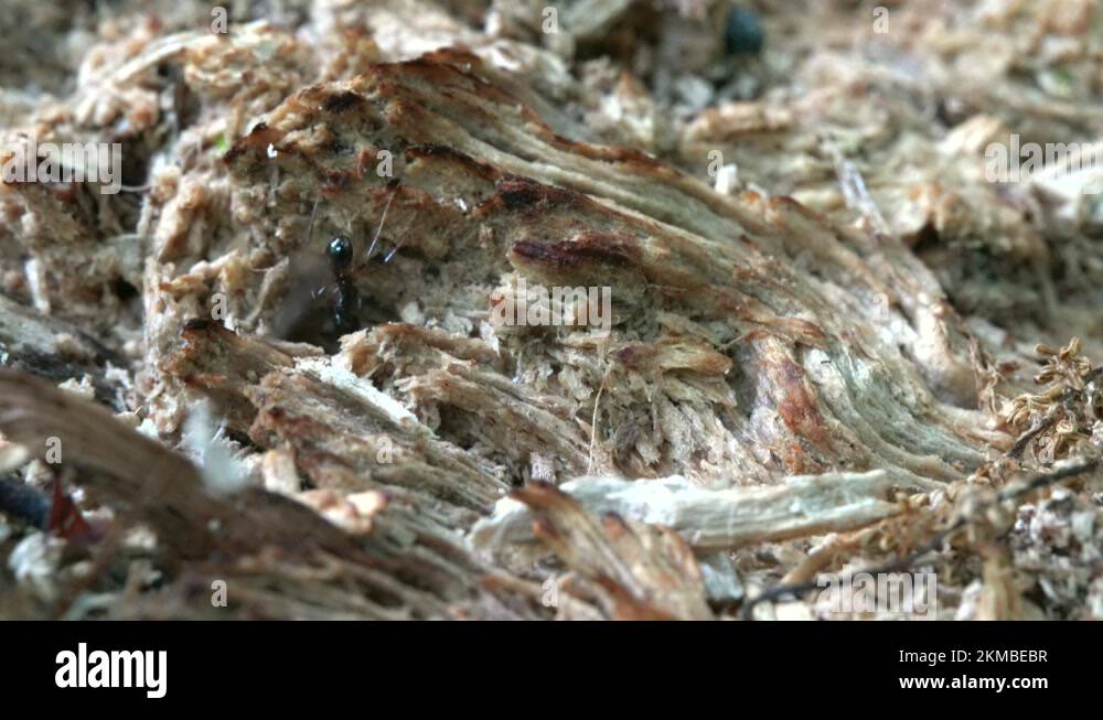 Rotten log fauna Stock Videos & Footage - HD and 4K Video Clips - Alamy