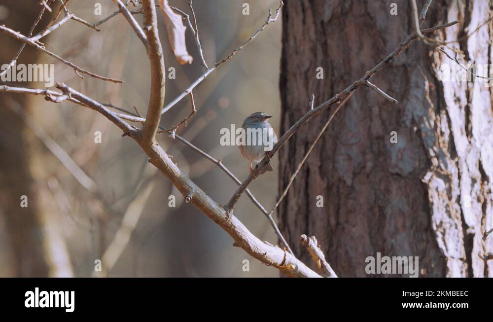 Woodland bird in tree Stock Videos & Footage - HD and 4K Video Clips ...