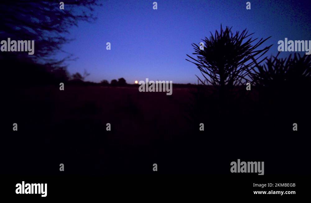 Night moody background moon tree Stock Videos & Footage - HD and 4K ...