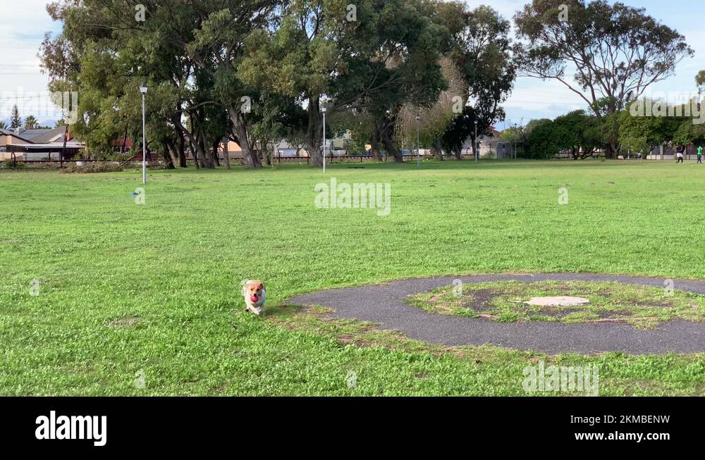 Dog fetching ball people training in the park next to the railway line ...