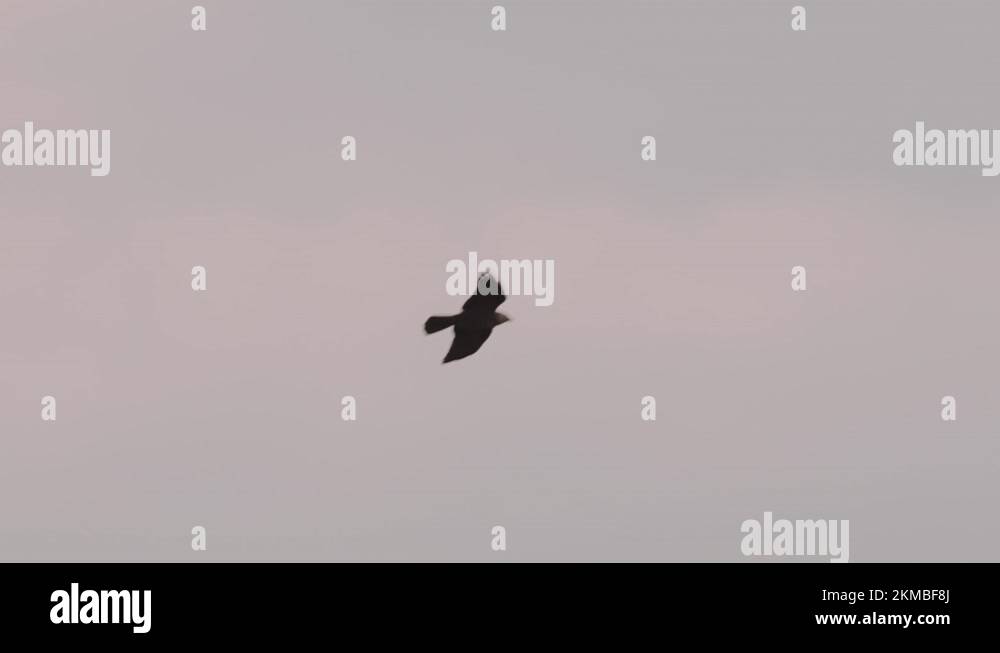 eagle flying and approaching the ground in Ameland lands, north coast ...