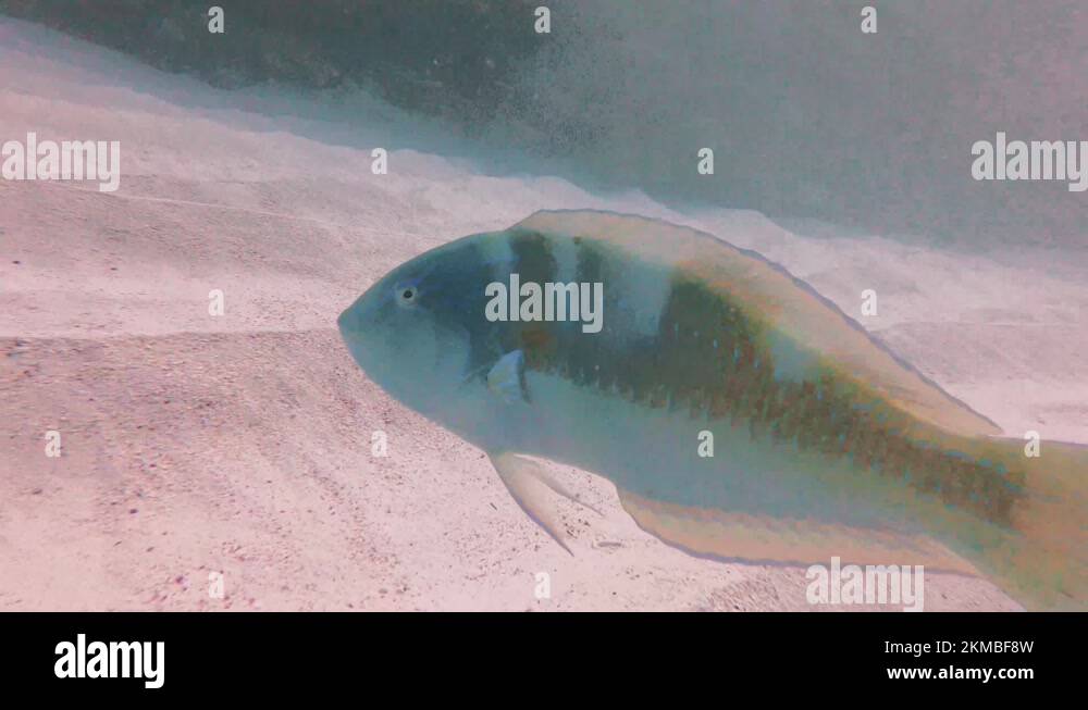 Coarse fish underwater Stock Videos & Footage - HD and 4K Video Clips ...