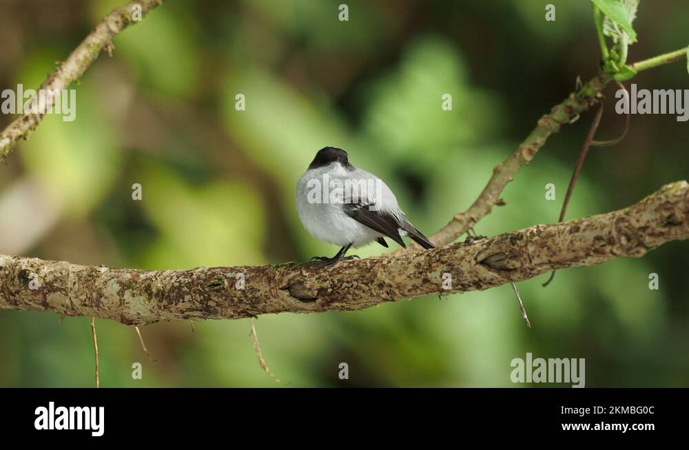 Flycatcher family Stock Videos & Footage - HD and 4K Video Clips - Alamy