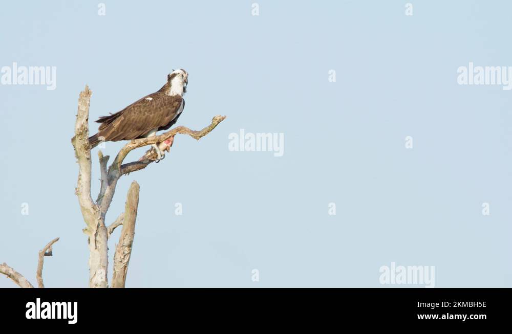 Bird fauna avian raptor ornithology wildlife natural nature Stock ...