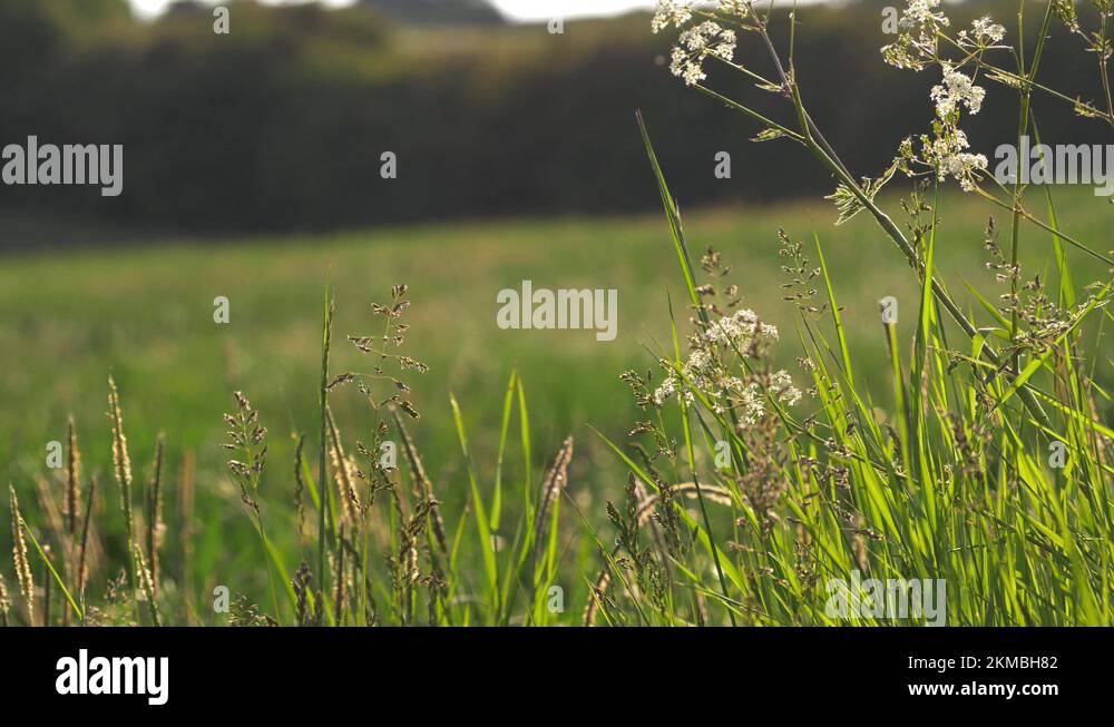 English meadow and trees Stock Videos & Footage - HD and 4K Video Clips ...