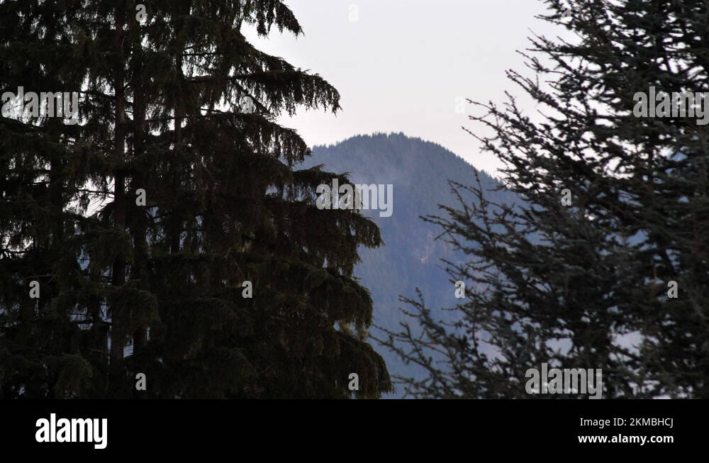 Conifer Trees With Misty Mountains At Background In Forest Park Of ...