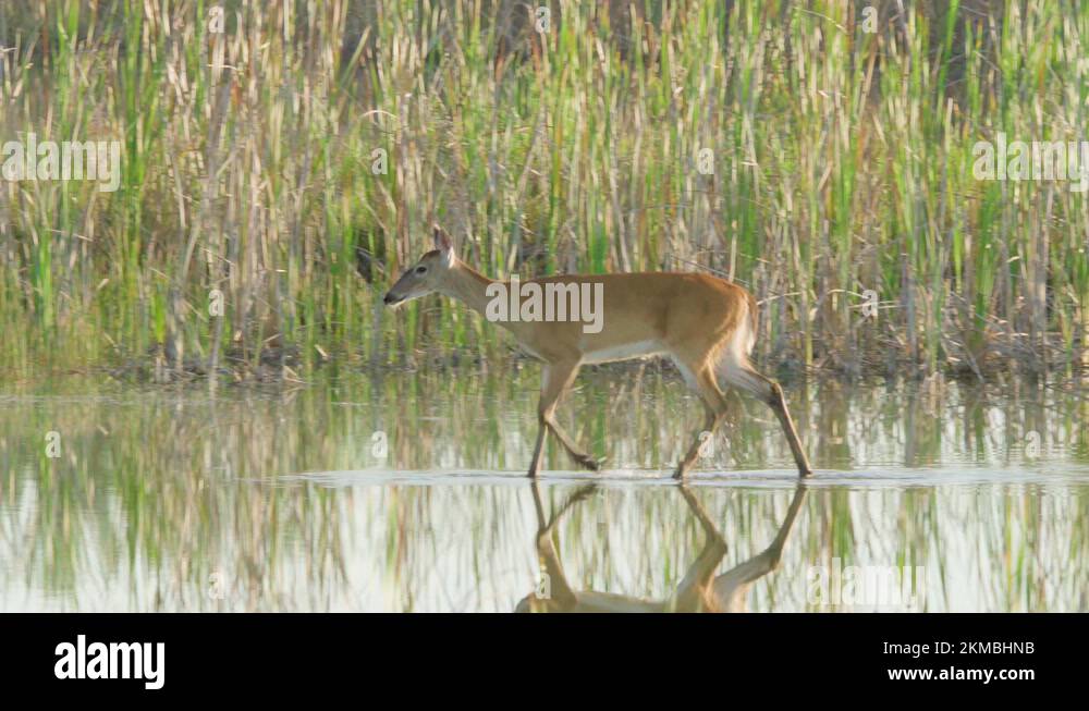 Sawgrass marsh Stock Videos & Footage - HD and 4K Video Clips - Alamy