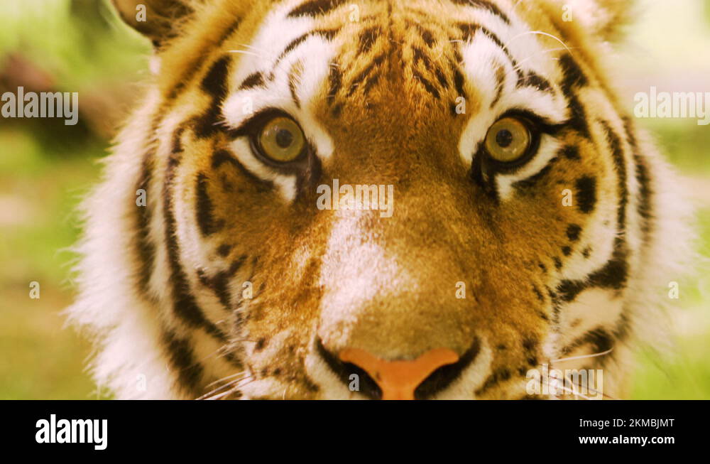 Female tigers Stock Videos & Footage - HD and 4K Video Clips - Alamy