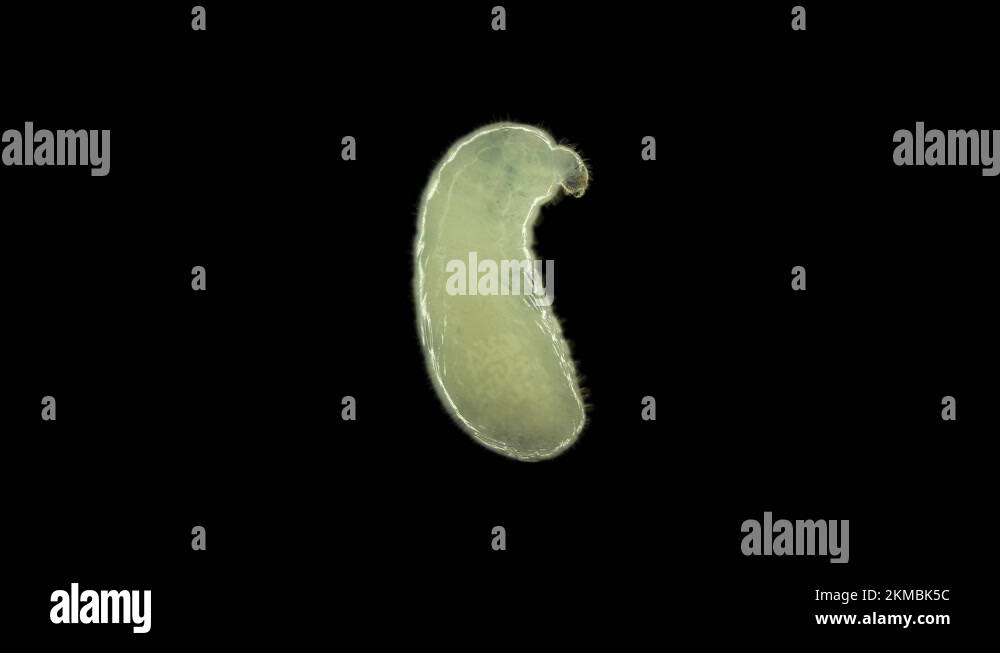 Ant larva Messor muticus under a microscope, family Formicidae. After a ...