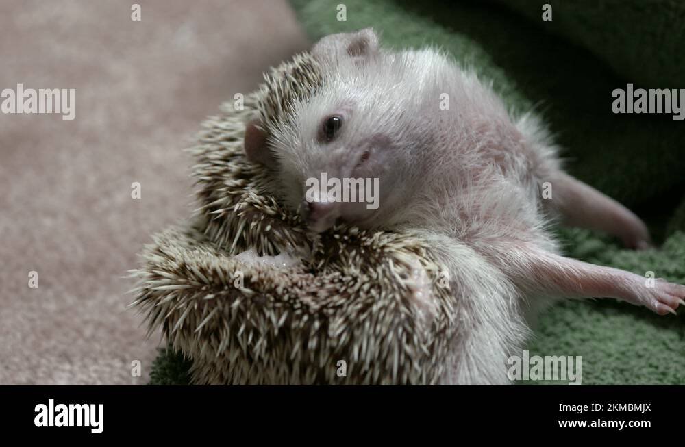 Animal self Stock Videos & Footage - HD and 4K Video Clips - Alamy