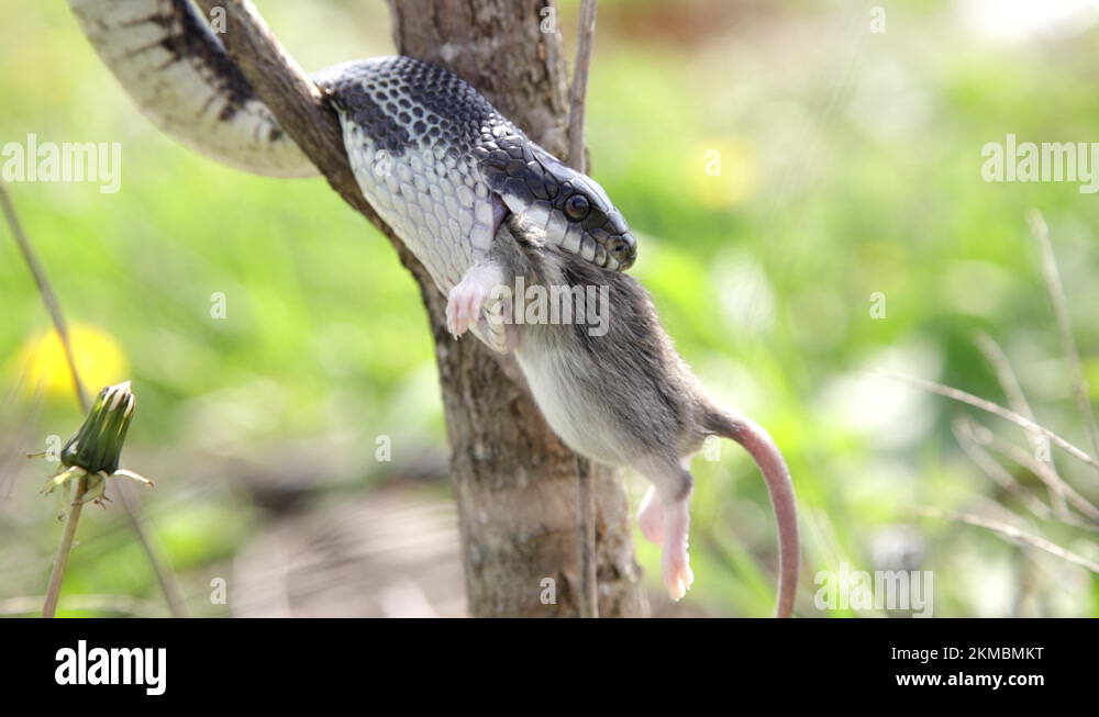 Snake eating prey Stock Videos & Footage - HD and 4K Video Clips - Alamy