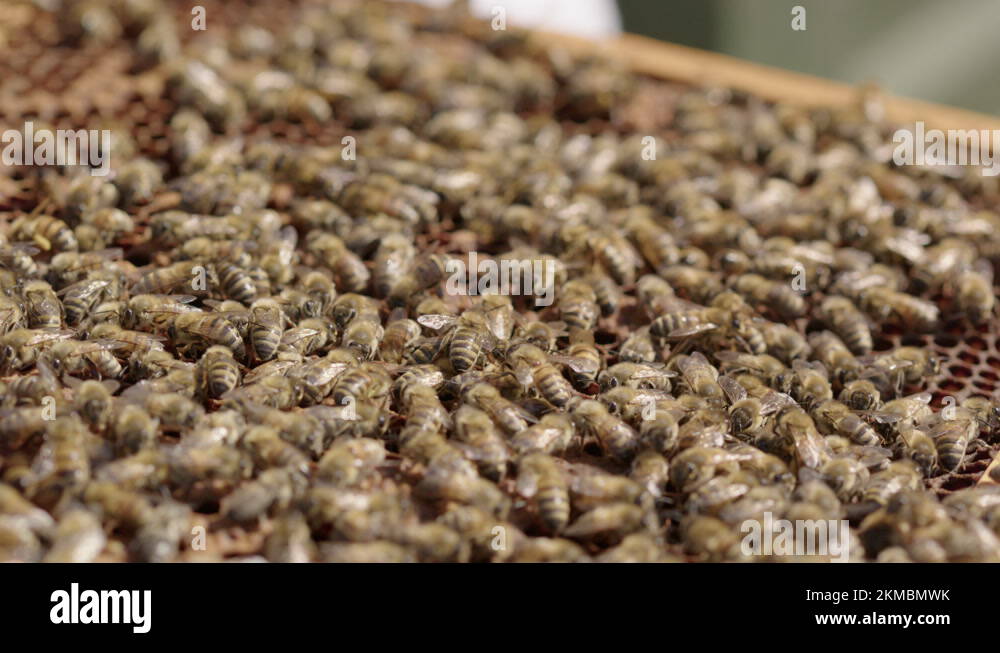Bee swarm on move Stock Videos & Footage - HD and 4K Video Clips - Alamy