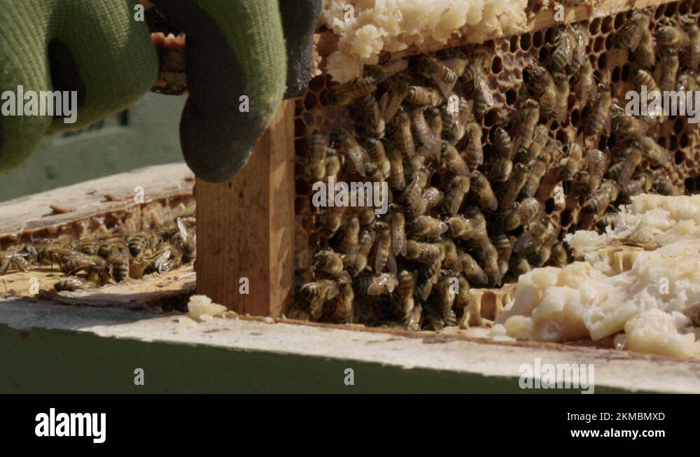 Beehive frame inspection Stock Videos & Footage - HD and 4K Video Clips ...