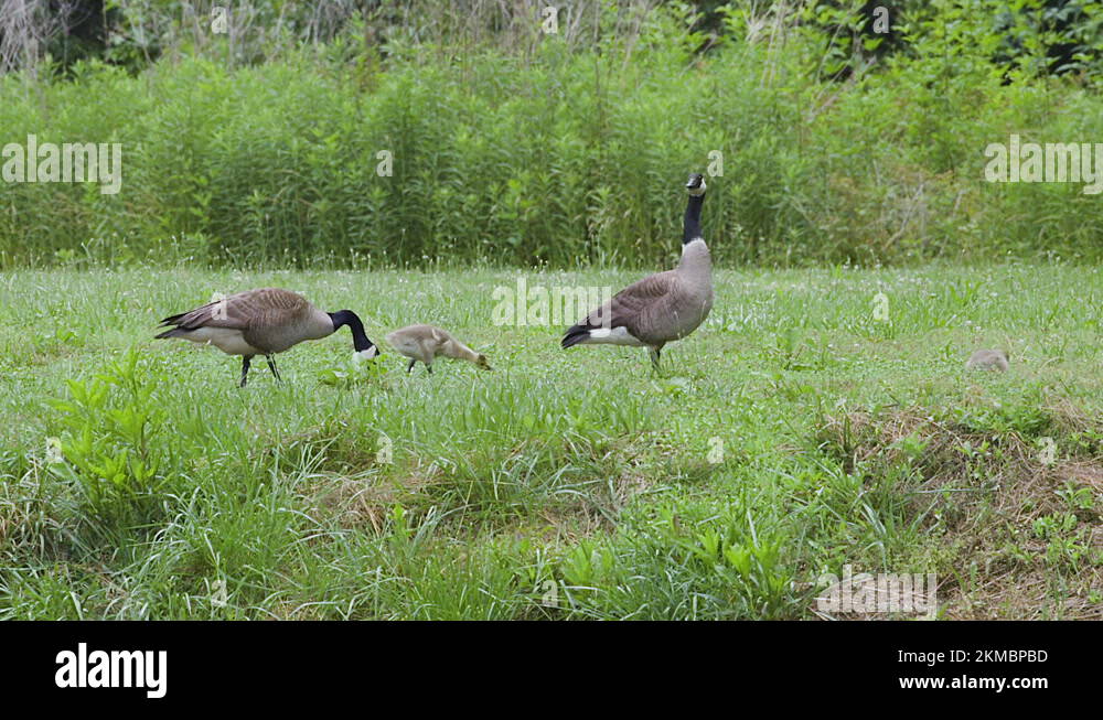 Canada Goose family, with baby geese, foraging in the grass on a hot ...