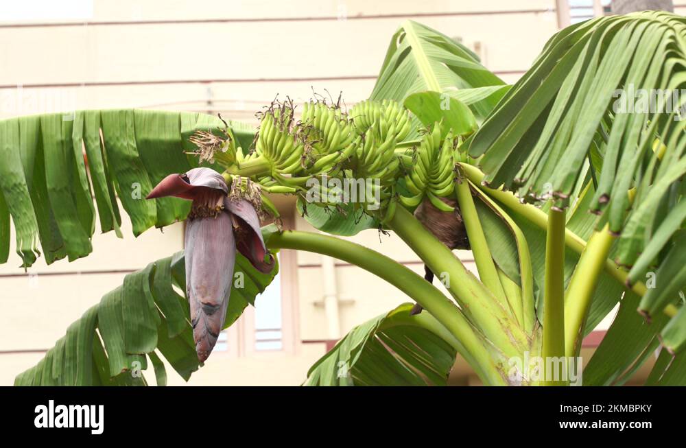 Banana tree in fields in india Stock Video Footage - Alamy
