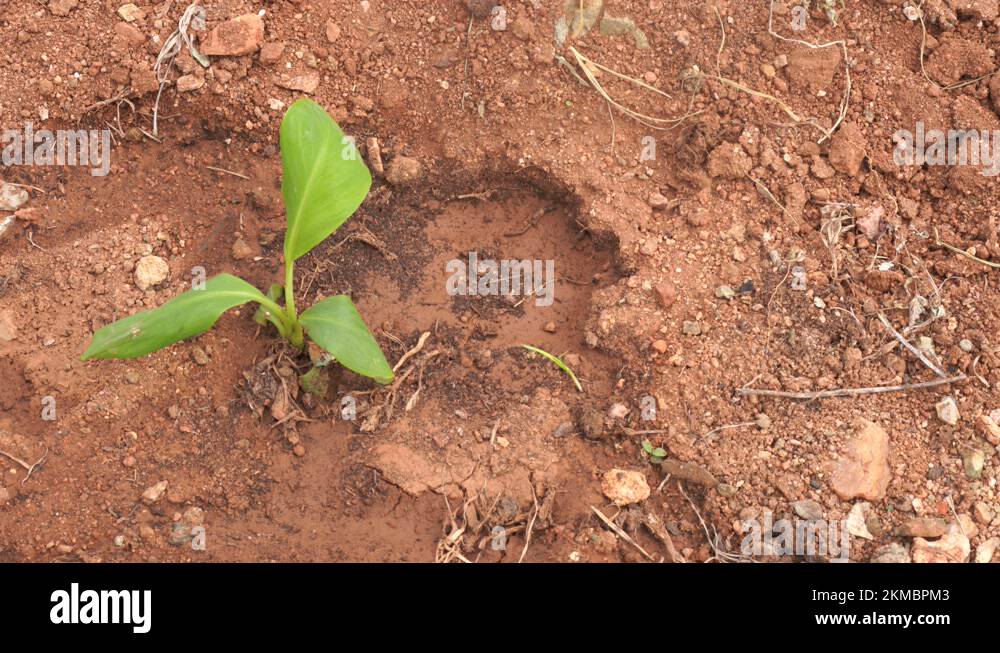 Seedling production Stock Videos & Footage - HD and 4K Video Clips - Alamy