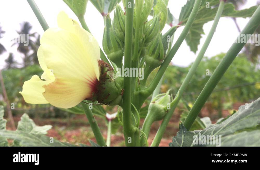 Okra plant in nature Stock Videos & Footage - HD and 4K Video Clips - Alamy