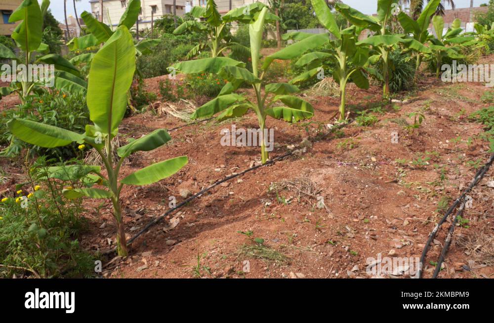 Indian banana Stock Videos & Footage - HD and 4K Video Clips - Alamy