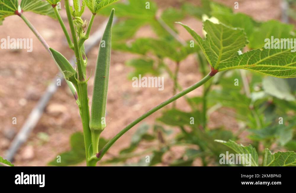 Lady bean Stock Videos & Footage - HD and 4K Video Clips - Alamy