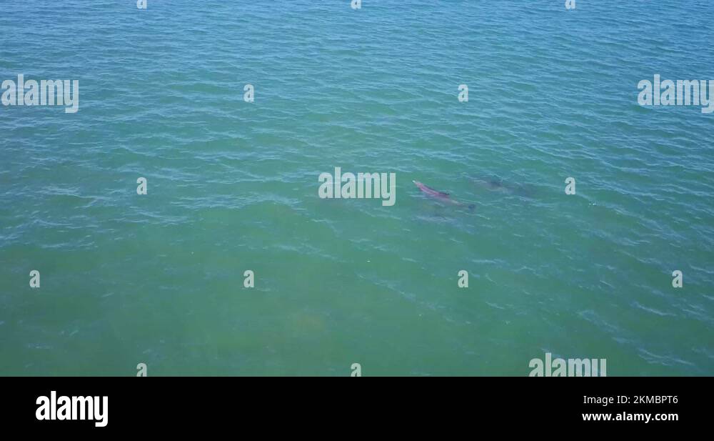 Dolphin north sea Stock Videos & Footage - HD and 4K Video Clips - Alamy
