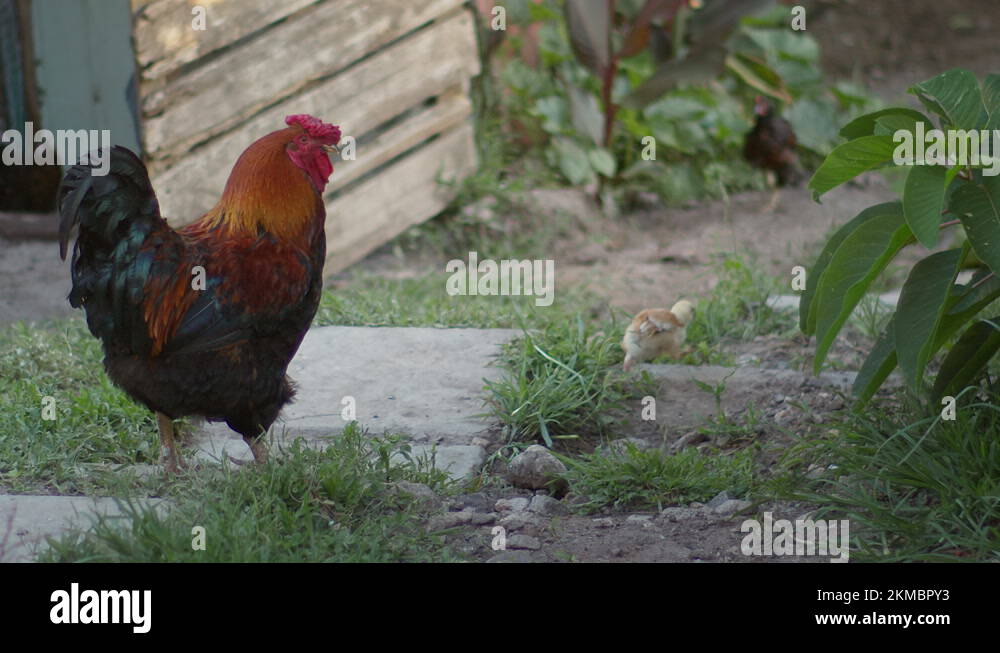 Little red rooster Stock Videos & Footage - HD and 4K Video Clips - Alamy