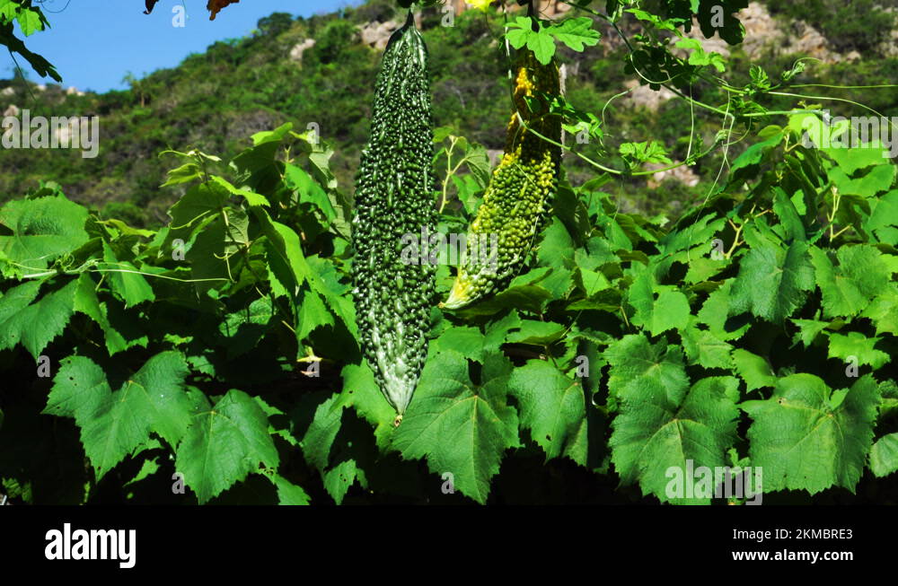 Bitter taste plant Stock Videos & Footage - HD and 4K Video Clips - Alamy