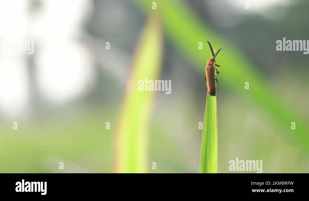 Grass ecosystem Stock Videos & Footage - HD and 4K Video Clips - Alamy