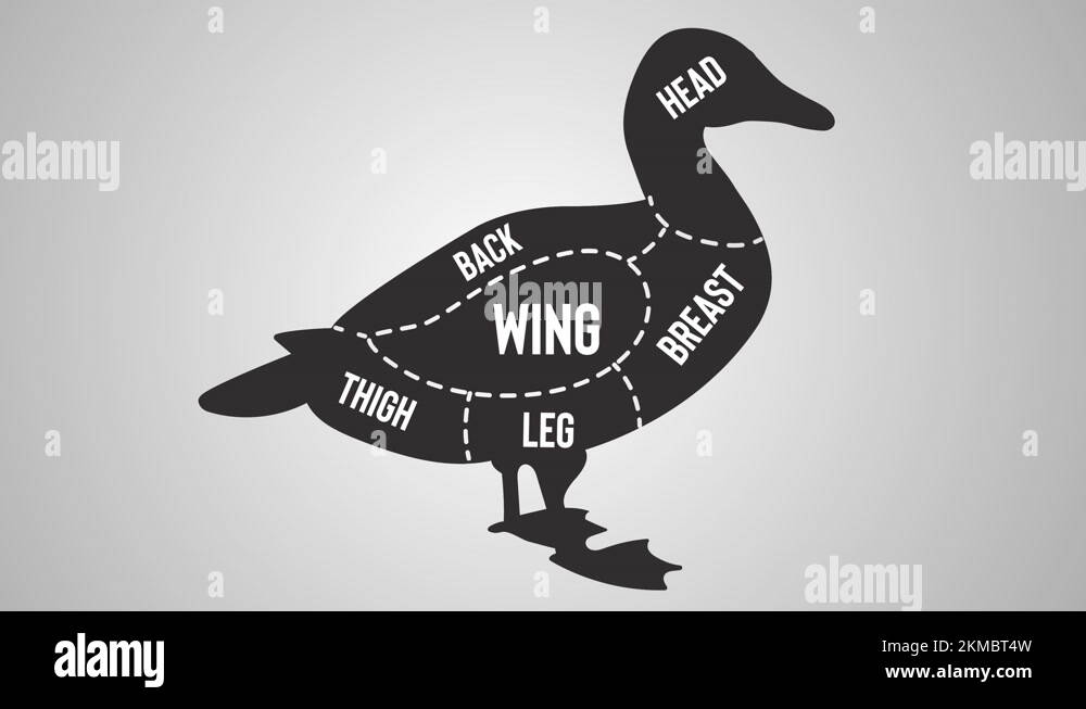 Duck Butchers Chart. Bird Cuts Motion Graphic. 4k Animal Chart. Wing ...