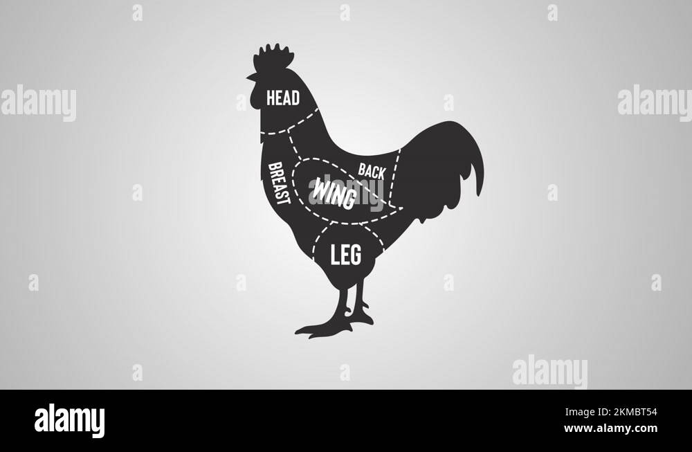 Chicken Butchers Chart. Bird Cuts Motion Graphic. 4k Animal Chart. Wing ...
