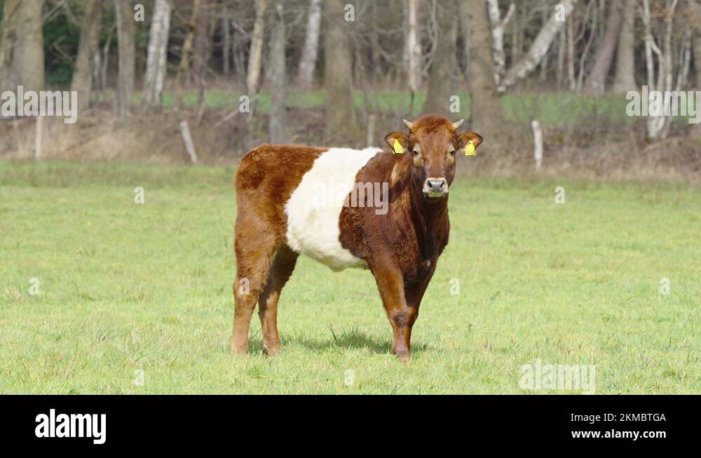 Dutch belted cow Stock Videos & Footage - HD and 4K Video Clips - Alamy
