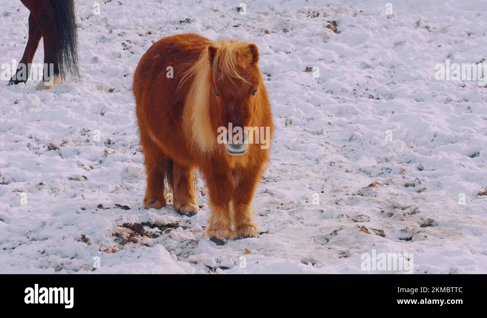 Miniature brown Stock Videos & Footage - HD and 4K Video Clips - Alamy