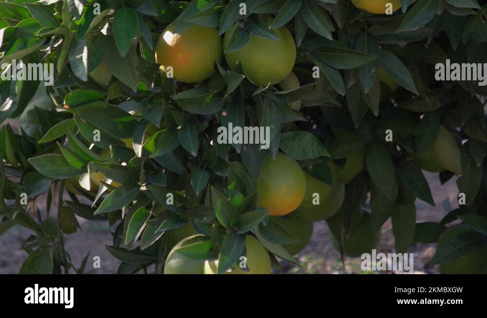 Cultivation of oranges Stock Videos & Footage - HD and 4K Video Clips ...