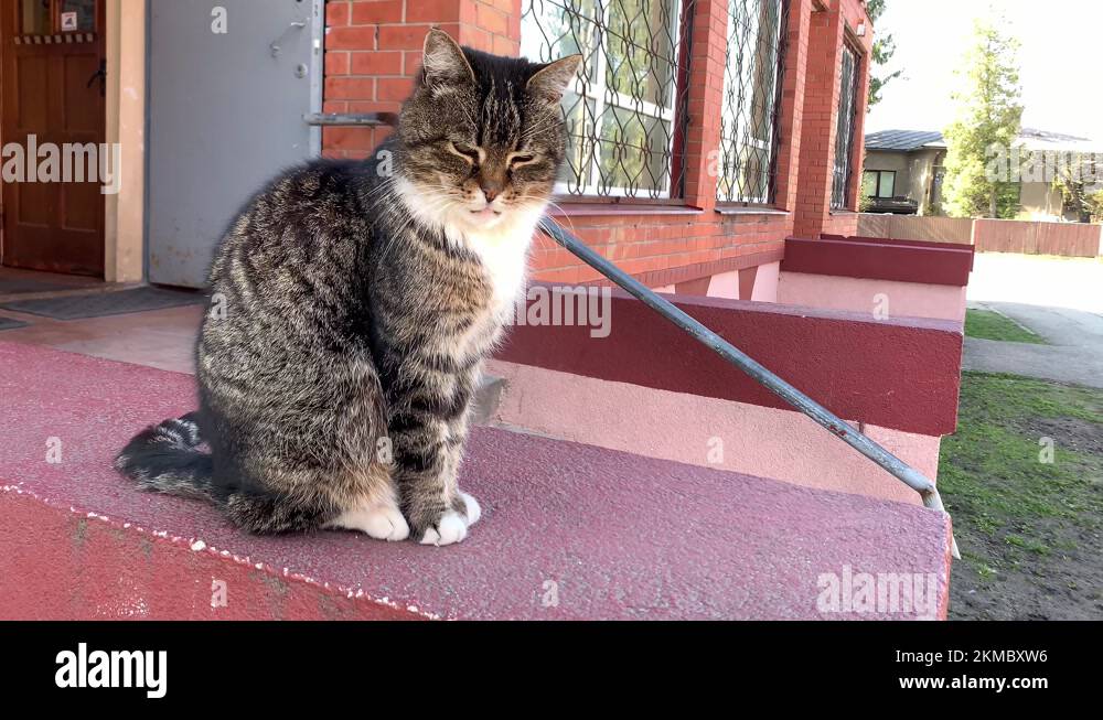 Cat with sad face Stock Videos & Footage - HD and 4K Video Clips - Alamy