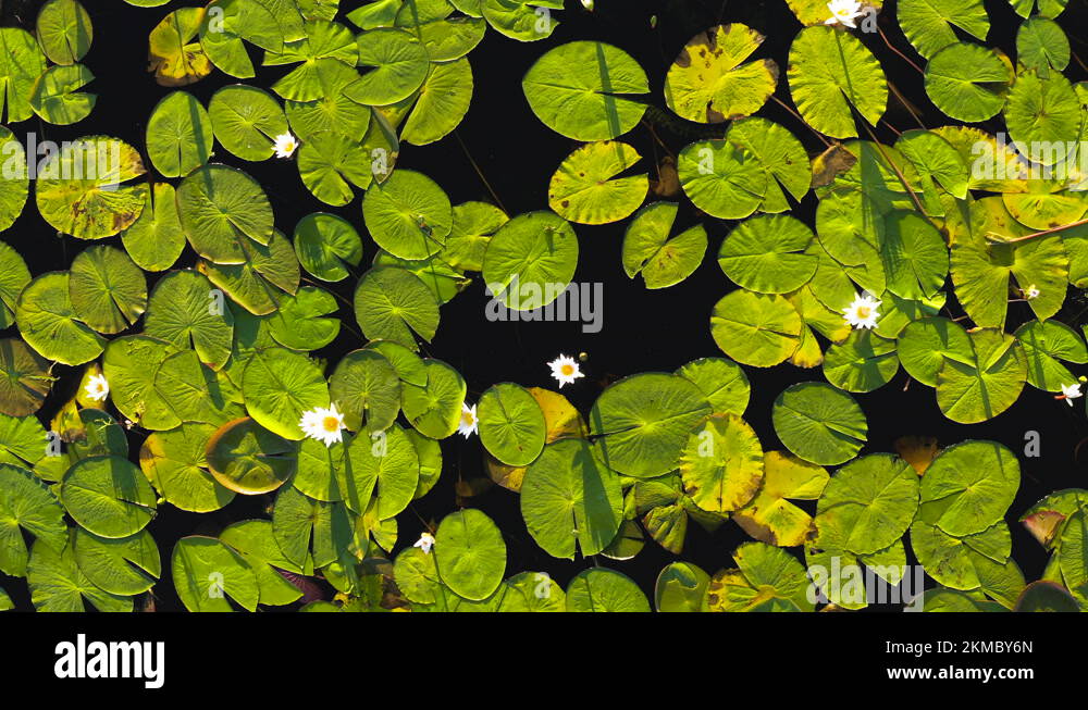 African water lilies Stock Videos & Footage - HD and 4K Video Clips - Alamy