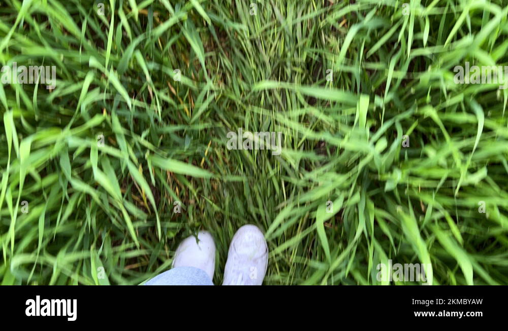 Steps growing a plant Stock Videos & Footage - HD and 4K Video Clips ...