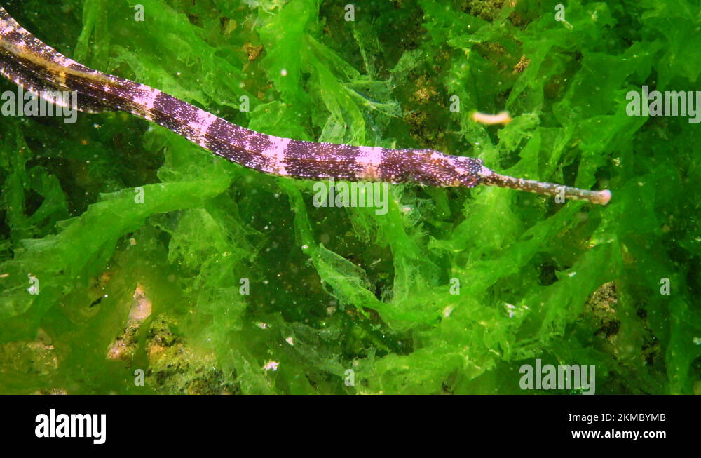 Narrow-snouted pipefish (Syngnathus tenuirostris) on the seabed among ...