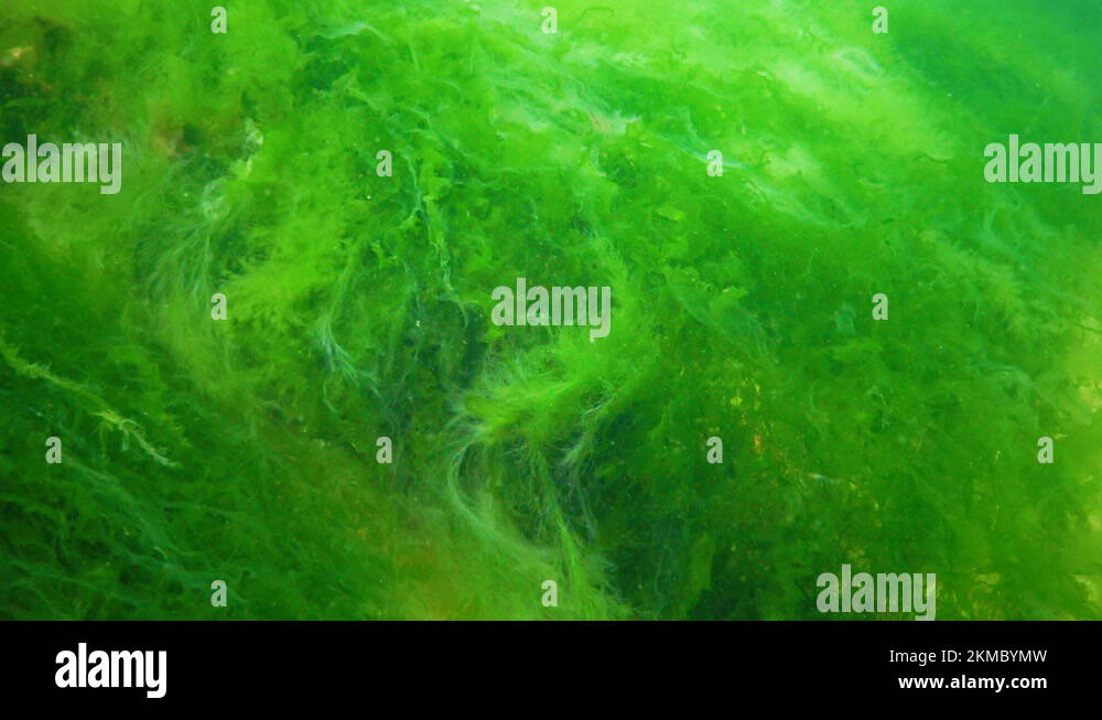 Different species of green, brown and red algae on stones in the Black ...