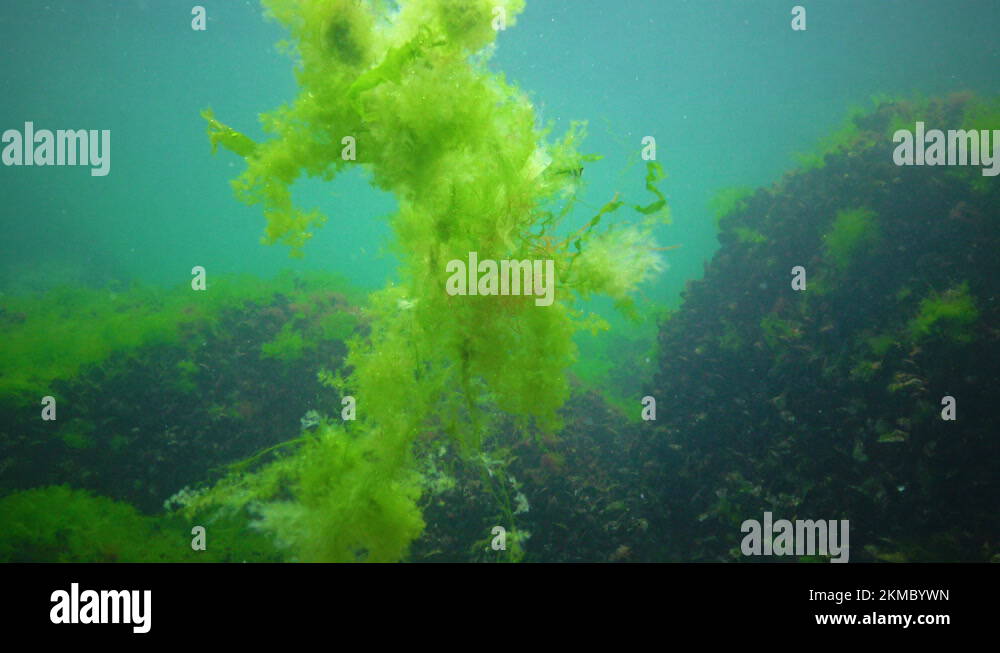 Red algae species Stock Videos & Footage - HD and 4K Video Clips - Alamy