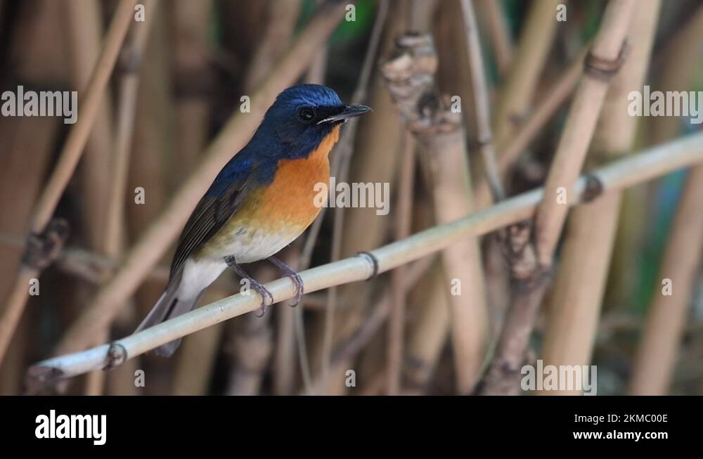 Chinese Blue Flycatcher, Cyornis glaucicomans, Thailand; looking ...