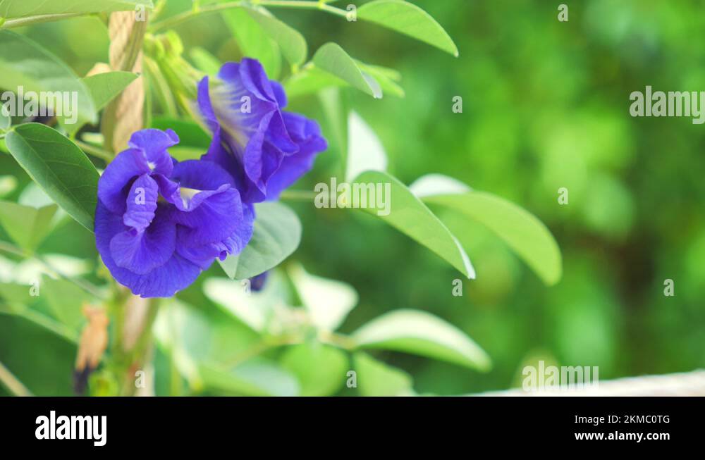 Clitoria ternatea plant Stock Videos & Footage - HD and 4K Video Clips ...
